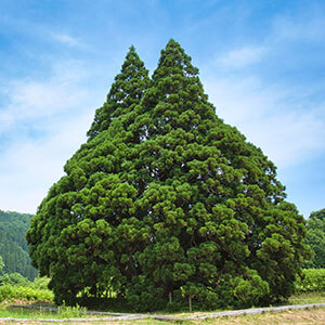 01167 どんぐりの森のメロディ （インストゥルメンタル） | USEN（有線）音楽放送 USEN MUSIC GUIDE